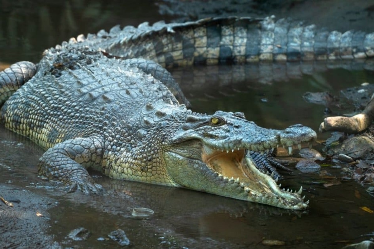 Lacoste triumphs Over Cartelo in Trademark Infringement in China